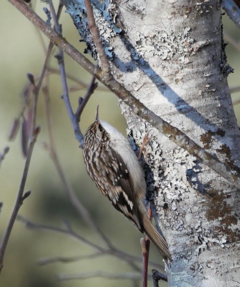 Importantes mises à jour sur le RON et le RON junior - Birds Canada ...