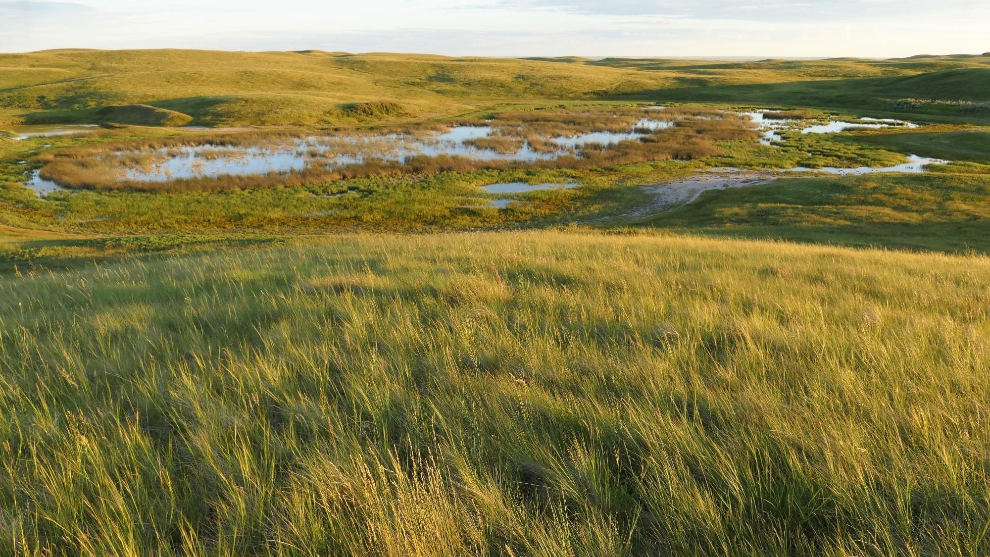 Les prairies, habitat essentiel d’oiseaux emblématiques de l’Ouest ...