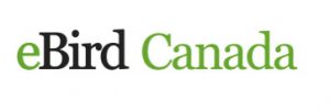 eBird Canada - Birds Canada | Oiseaux Canada