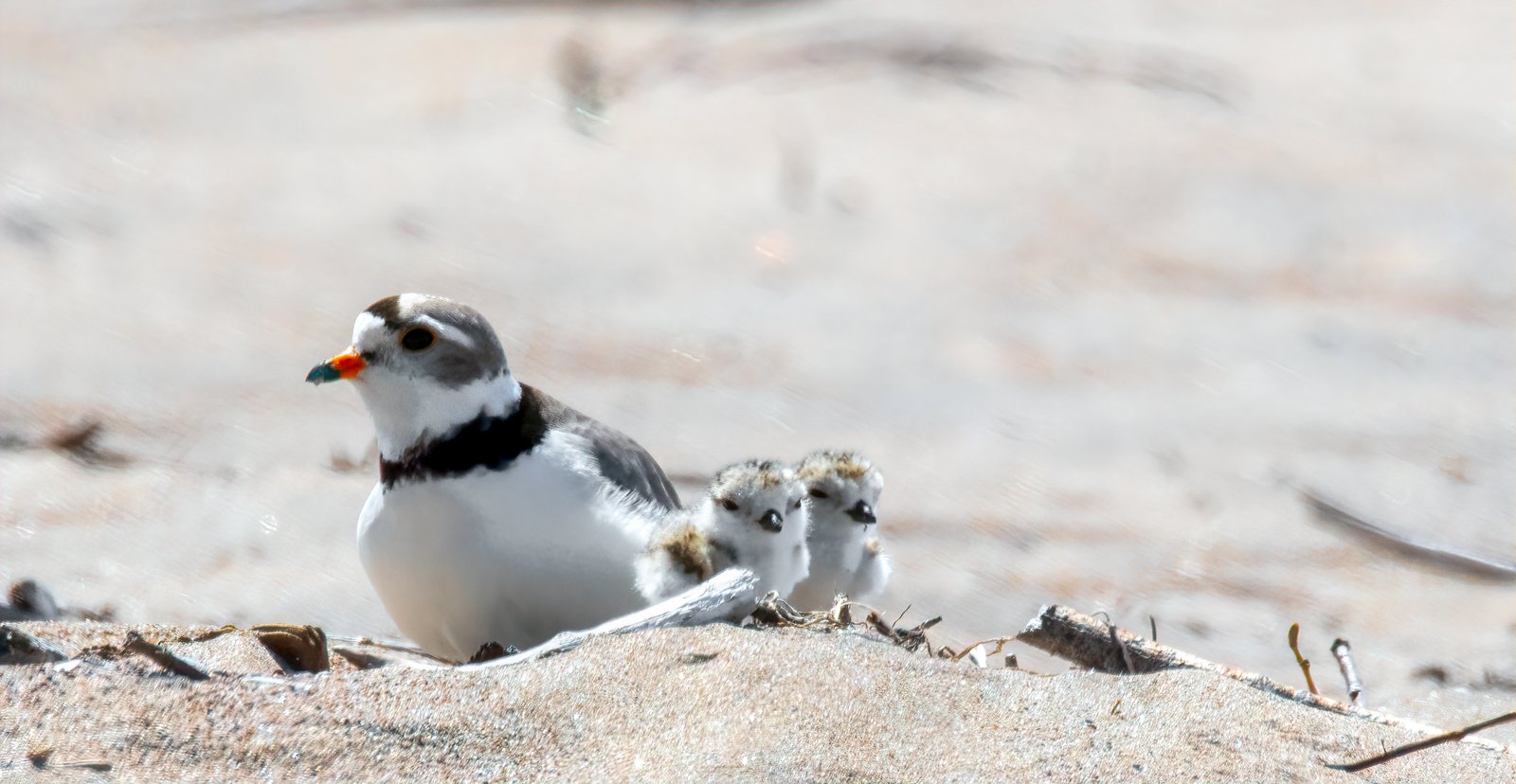 Les Pluviers siffleurs sont confrontés à toute une série de dangers ...