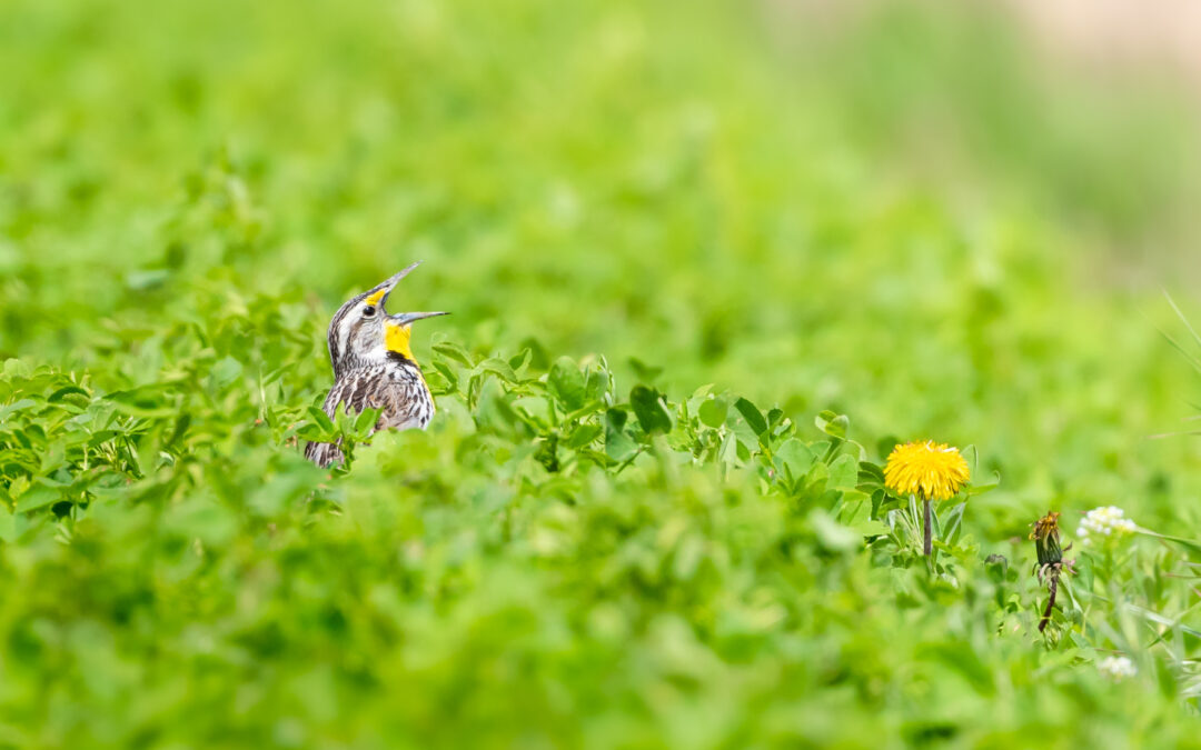 Manitoba Archives - Birds Canada | Oiseaux Canada